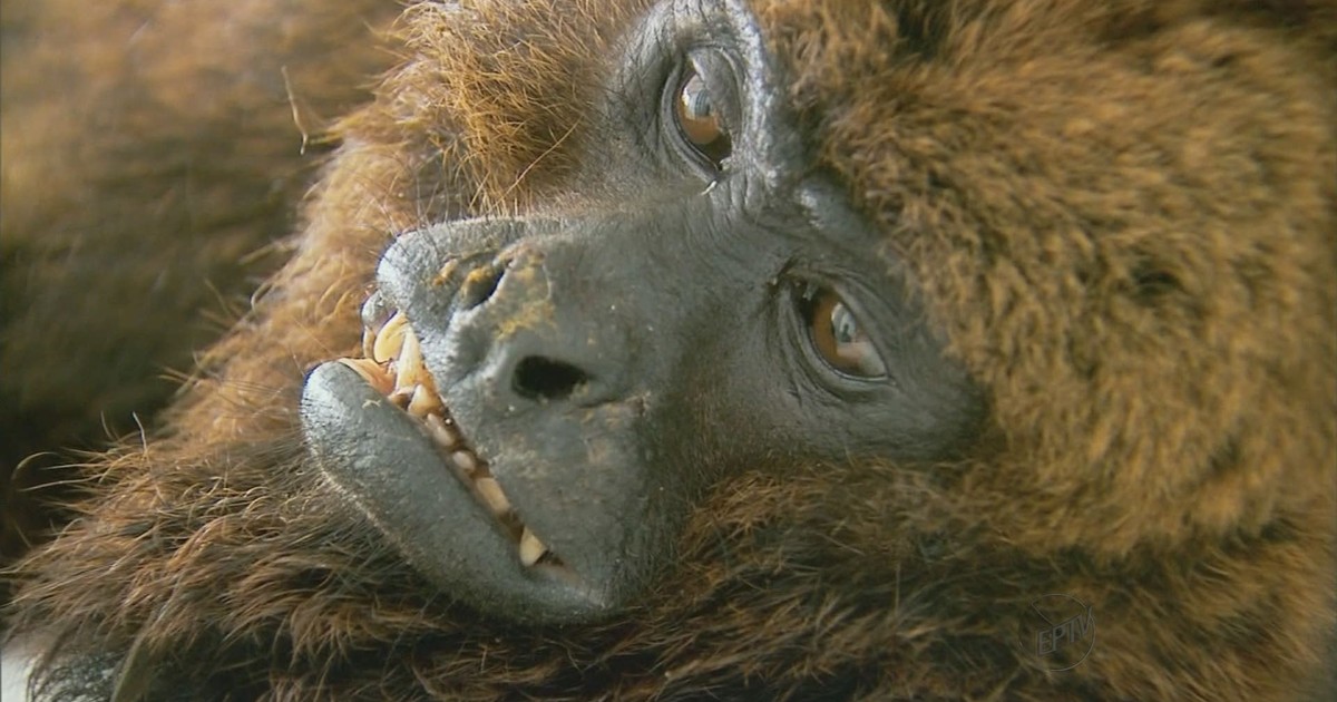 G1 - Macaco da espécie bugio é encontrado em casa em Silvianópolis ...