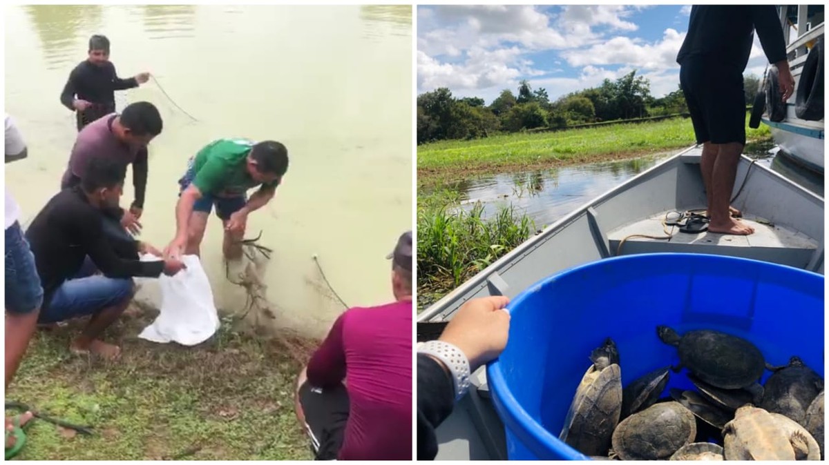 Sema De Alenquer Realiza Soltura De Quel Nios Em Regi O De V Rzea