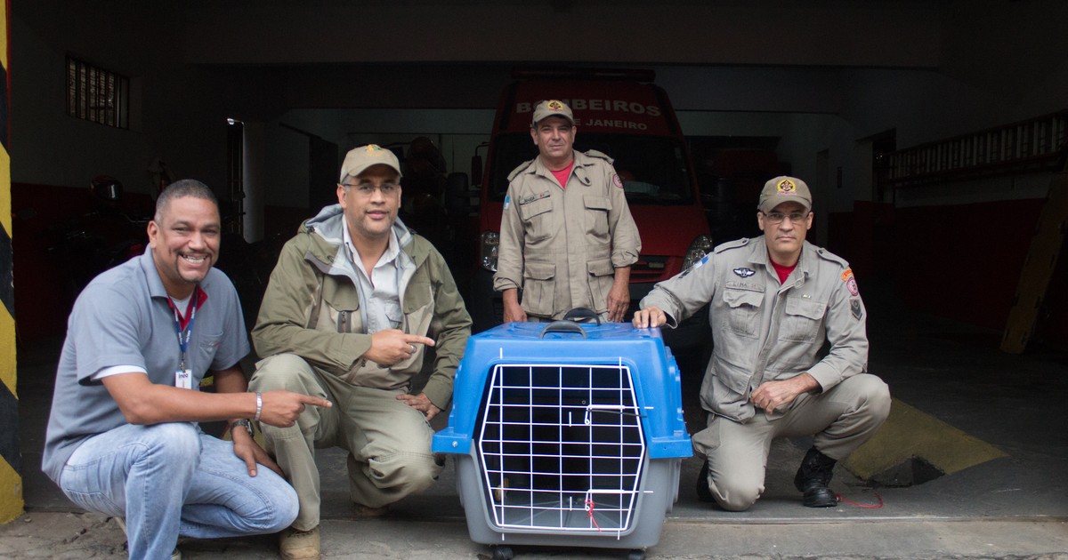 G1 - Macaco bugio é resgatado em Itaocara, RJ, e receberá cuidados ... G1 - Macaco bugio é resgatado em Itaocara, RJ, e receberá cuidados ...