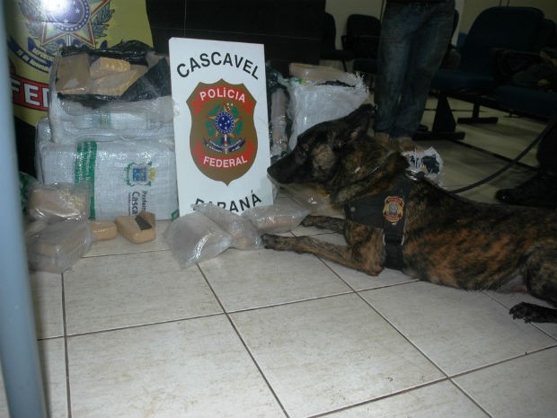 G1 Cães Farejadores Encontram 160 Kg Em Crack E Haxixe No Oeste Do