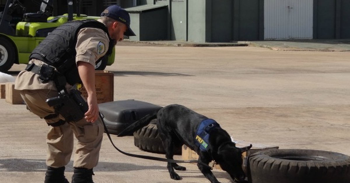 G1 Evento Em Ms Reúne Cães Farejadores E 70 Agentes Públicos De 6
