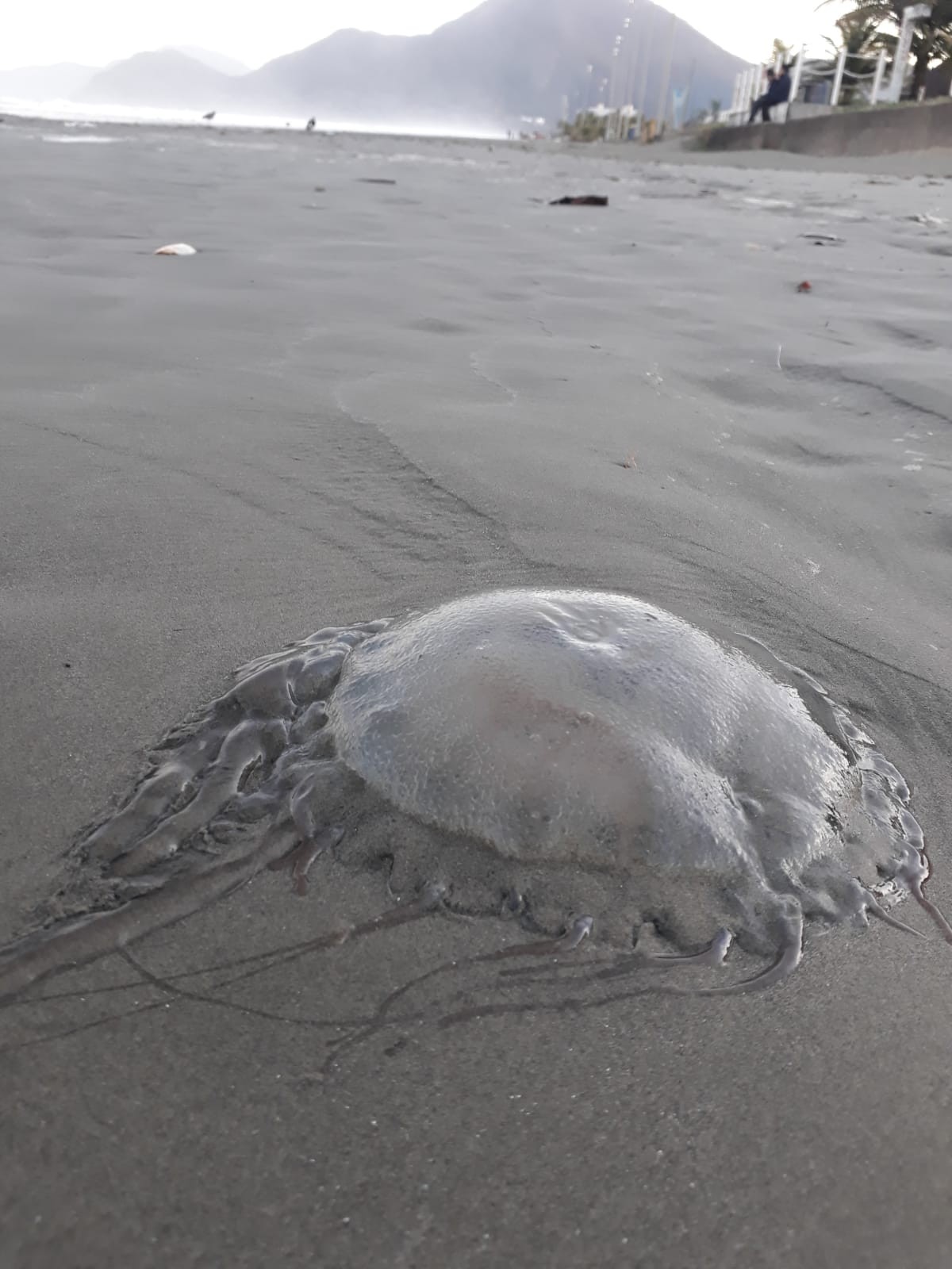 Grande água viva é flagrada em praia de SP e impressiona moradores