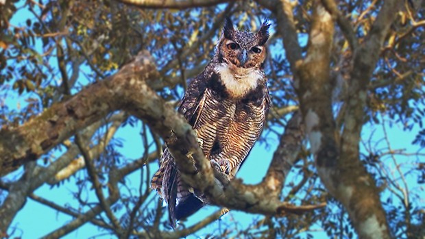 G1 - Maior coruja das Américas, jacurutu tem o nome associado ao canto - notícias em Terra da Gente