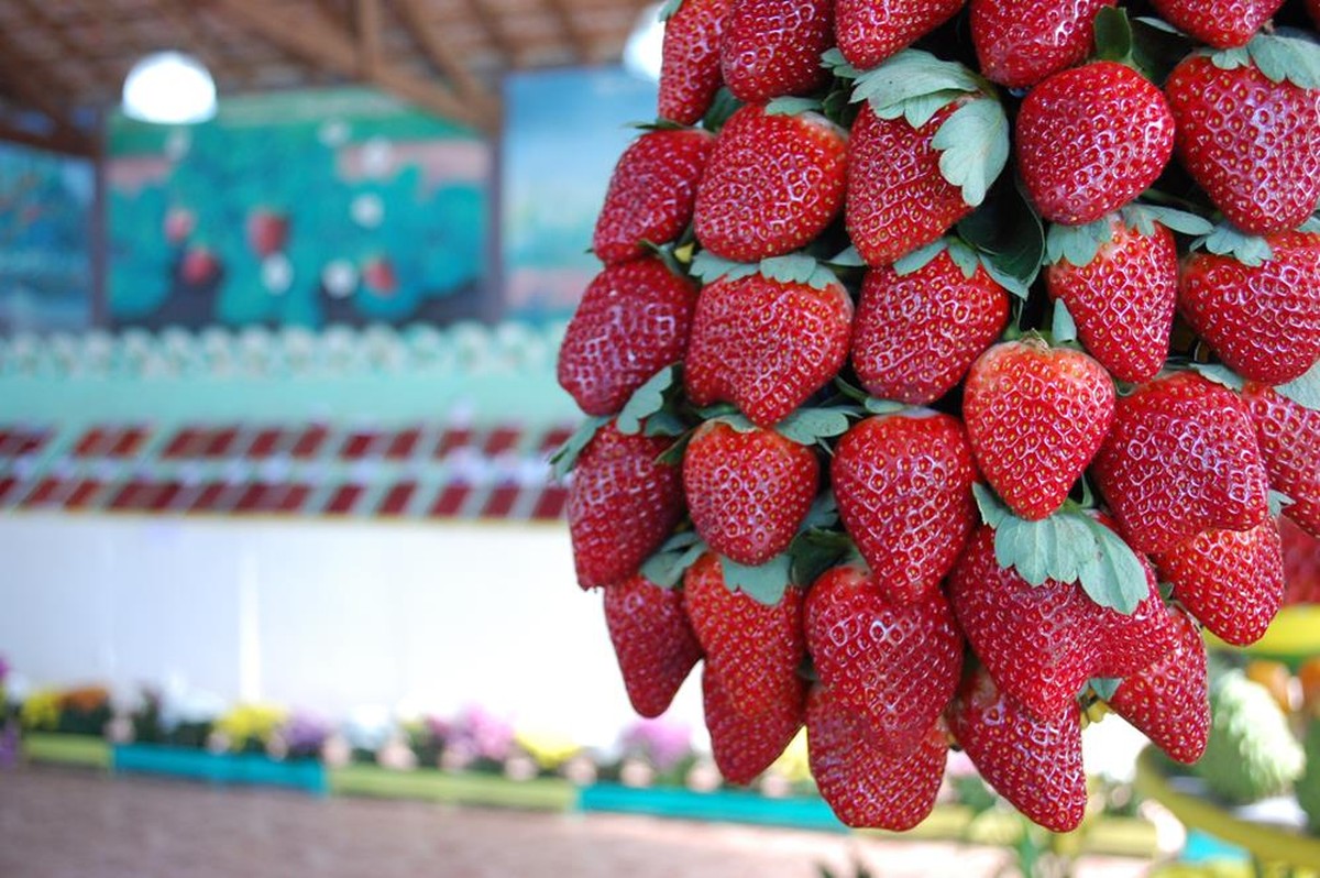 36ª Festa do Morango de Atibaia e Jarinu começa neste sábado Mais