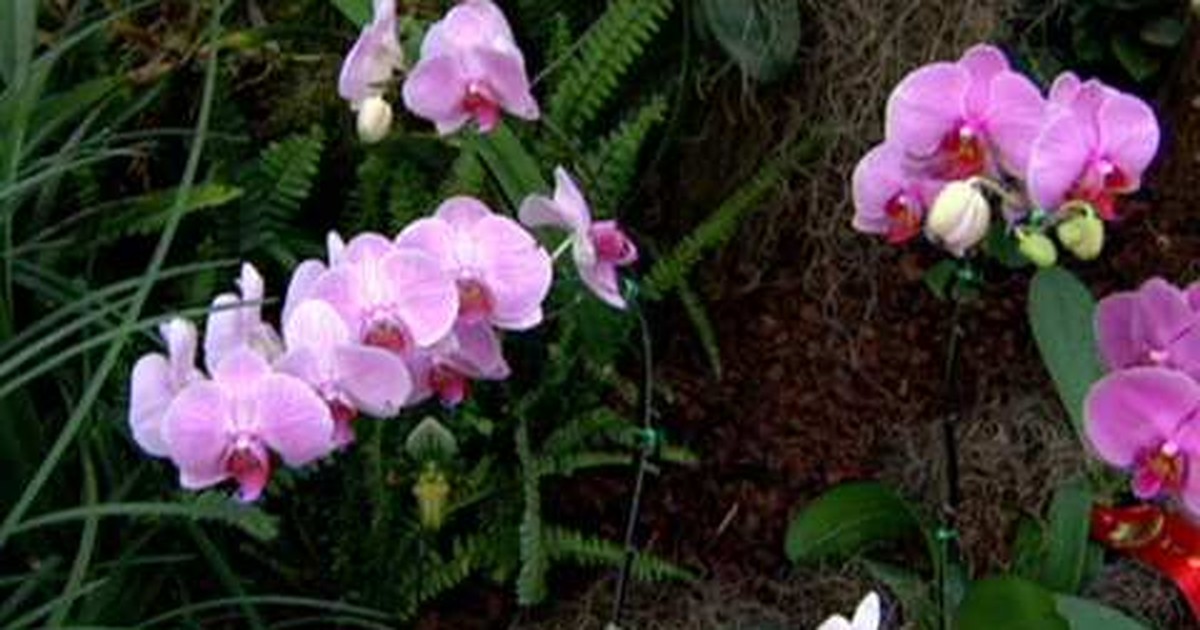 G1 - Jardim Botânico no Rio recebe exposição de orquídeas - notícias em ...
