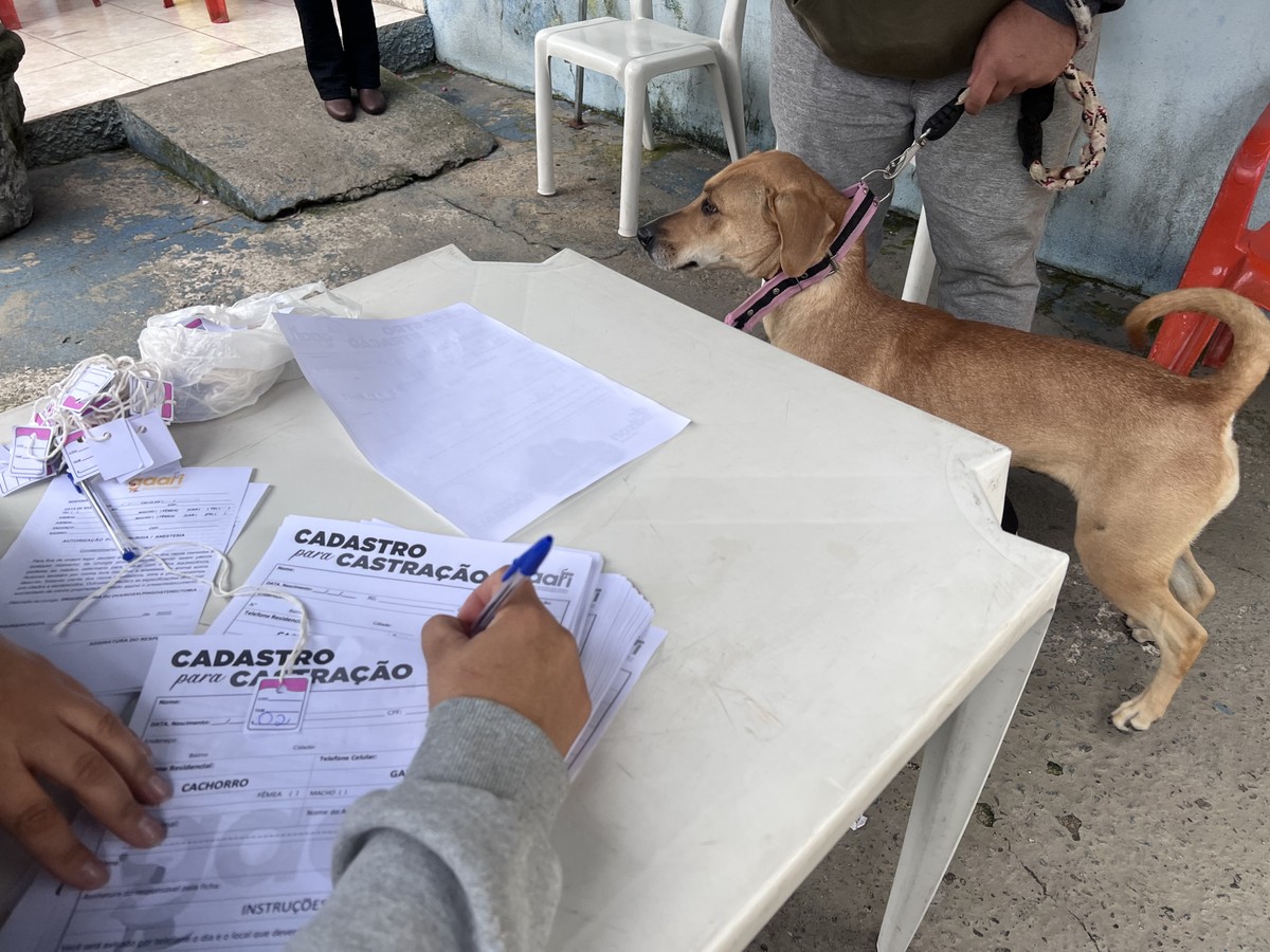 Poá abre inscrições para castração de animais de famílias de baixa