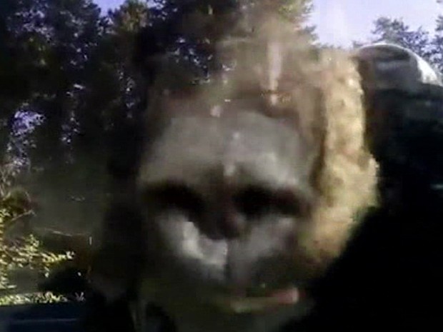 Natureza - Americana se surpreende ao encontrar urso preso dentro de seu carro em parque