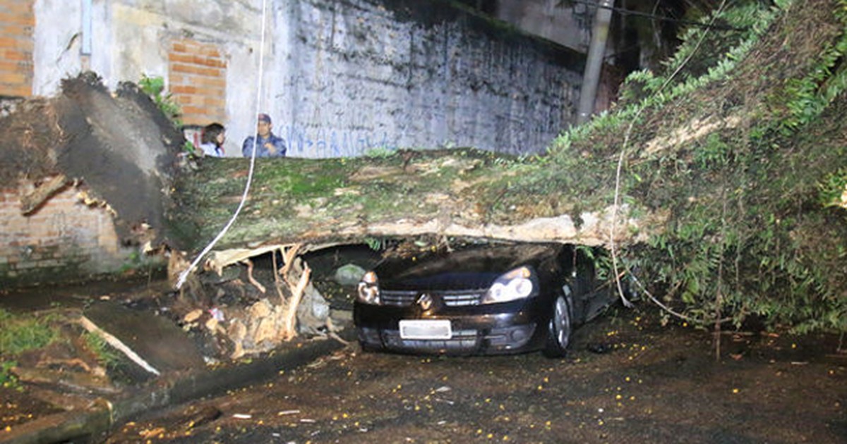 G1 Árvore cai em cima de carro na Zona Oeste de São Paulo notícias