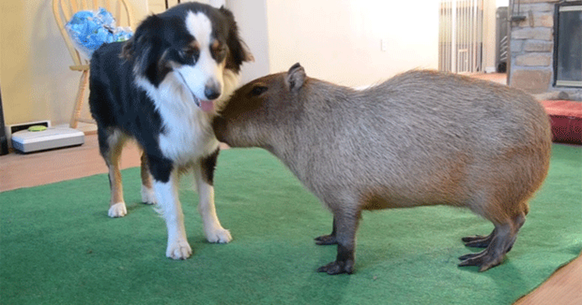 G1 - Vídeo mostra amizade entre capivara e cães border collies ... G1 - Vídeo mostra amizade entre capivara e cães border collies ...