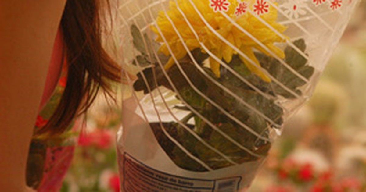 G João Pessoa recebe ª edição do Festival das Flores de Holambra notícias em Paraíba