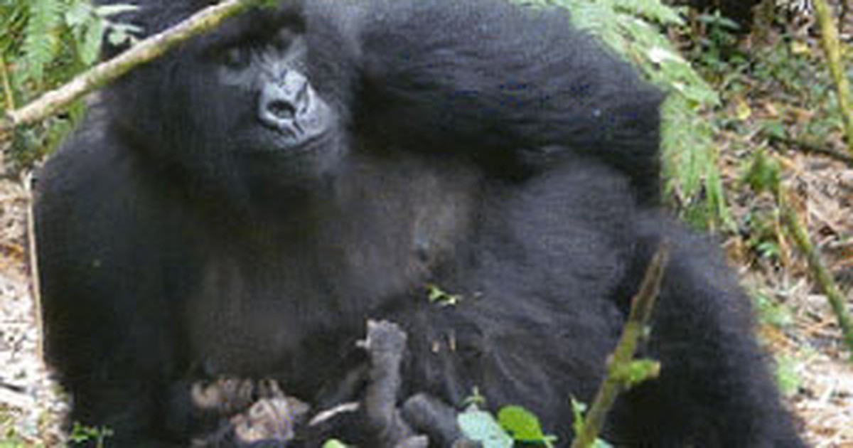 G1 - Ruanda registra raro nascimento de gêmeos de gorila-das-montanhas ... G1 - Ruanda registra raro nascimento de gêmeos de gorila-das-montanhas ...