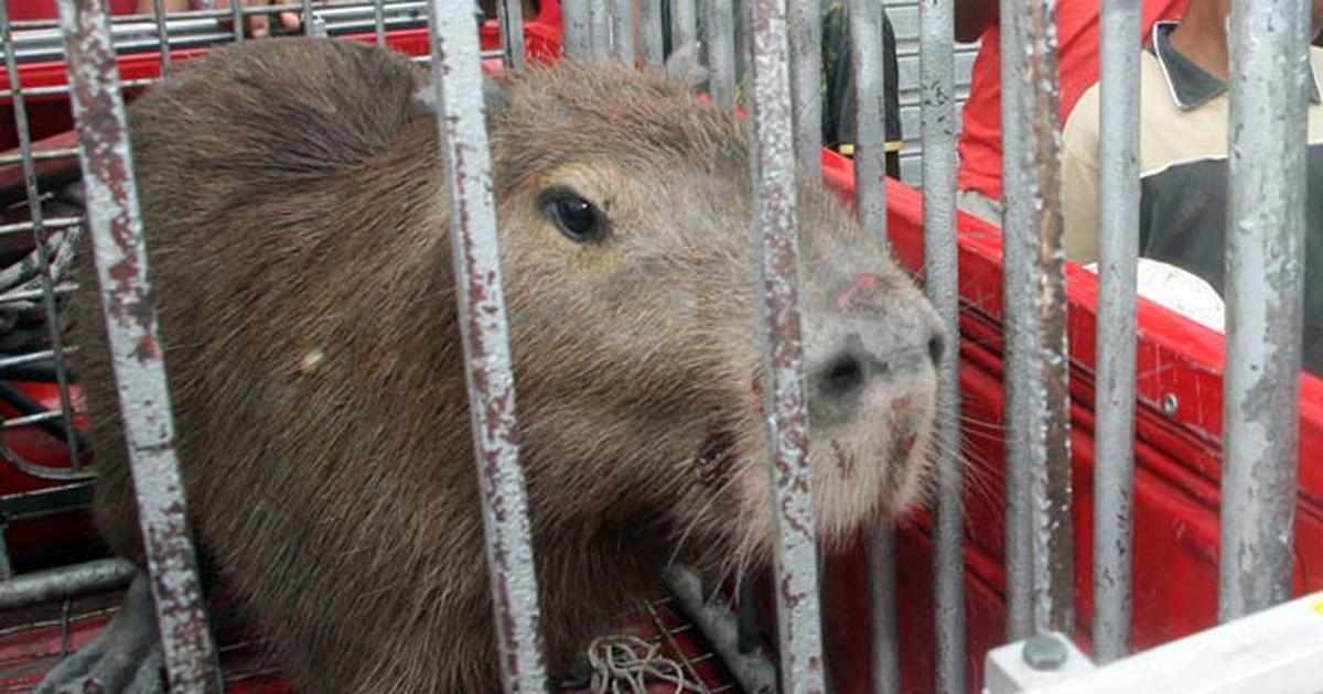 G1 Capivara invade loja em Paciência na Zona Oeste do Rio notícias