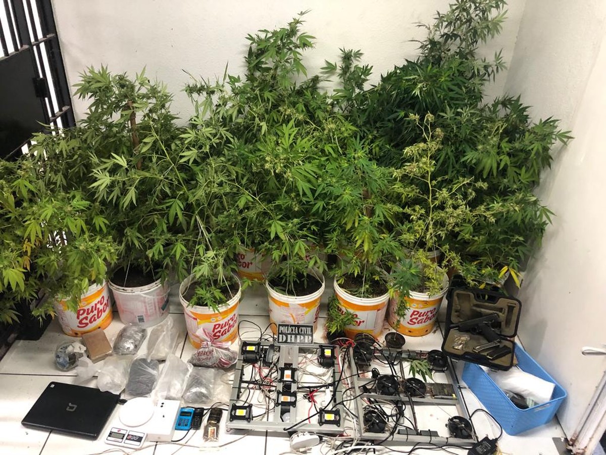 mudas de maconha e kg de haxixe são apreendidos em casa estufa em Fortaleza homem é