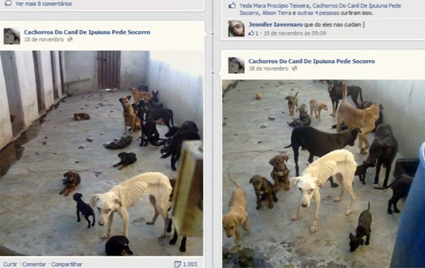 G1 - Morador cria página na internet para denunciar maus-tratos a cães ... G1 - Morador cria página na internet para denunciar maus-tratos a cães ...