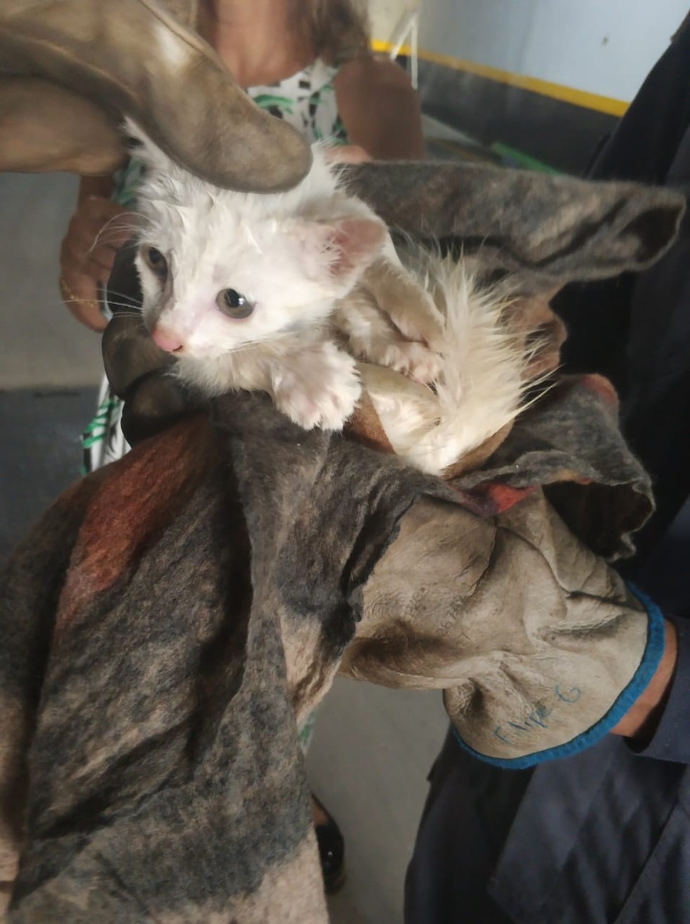 Bombeiros resgatam gato preso em cano de condomínio em BH Minas Gerais G