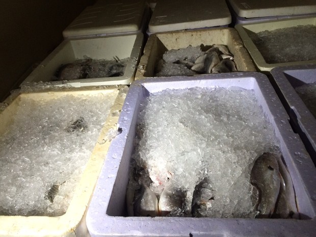 G1 Polícia Apreende 1 2 Mil Kg De Peixes Com O Tamanho Inferior Ao