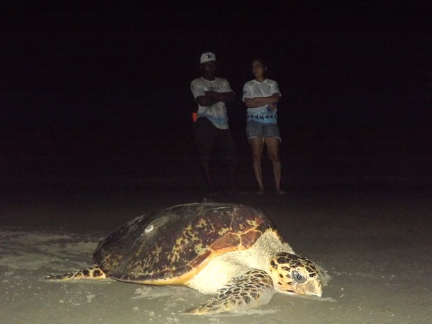 G1 Mais Três Desovas De Tartaruga São Registradas No Litoral Do Piauí