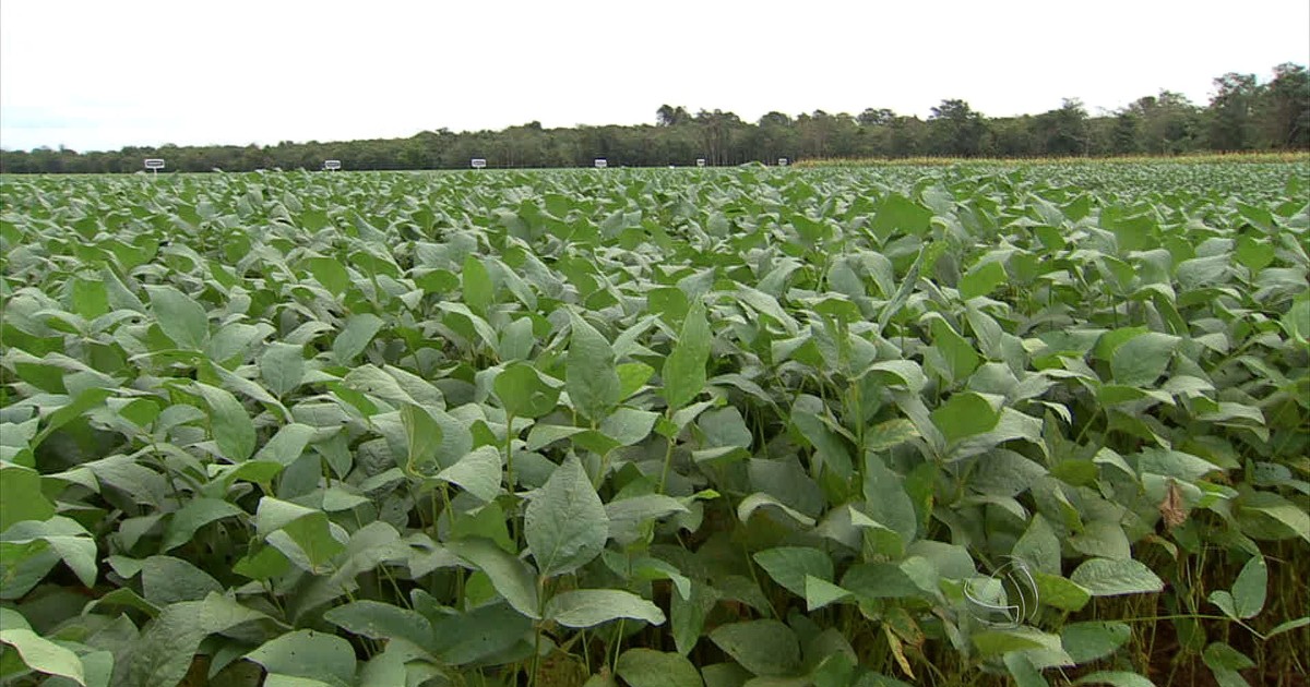 Agronegócios - Importação chinesa de soja é recorde após alívio de ... Agronegócios - Importação chinesa de soja é recorde após alívio de ...