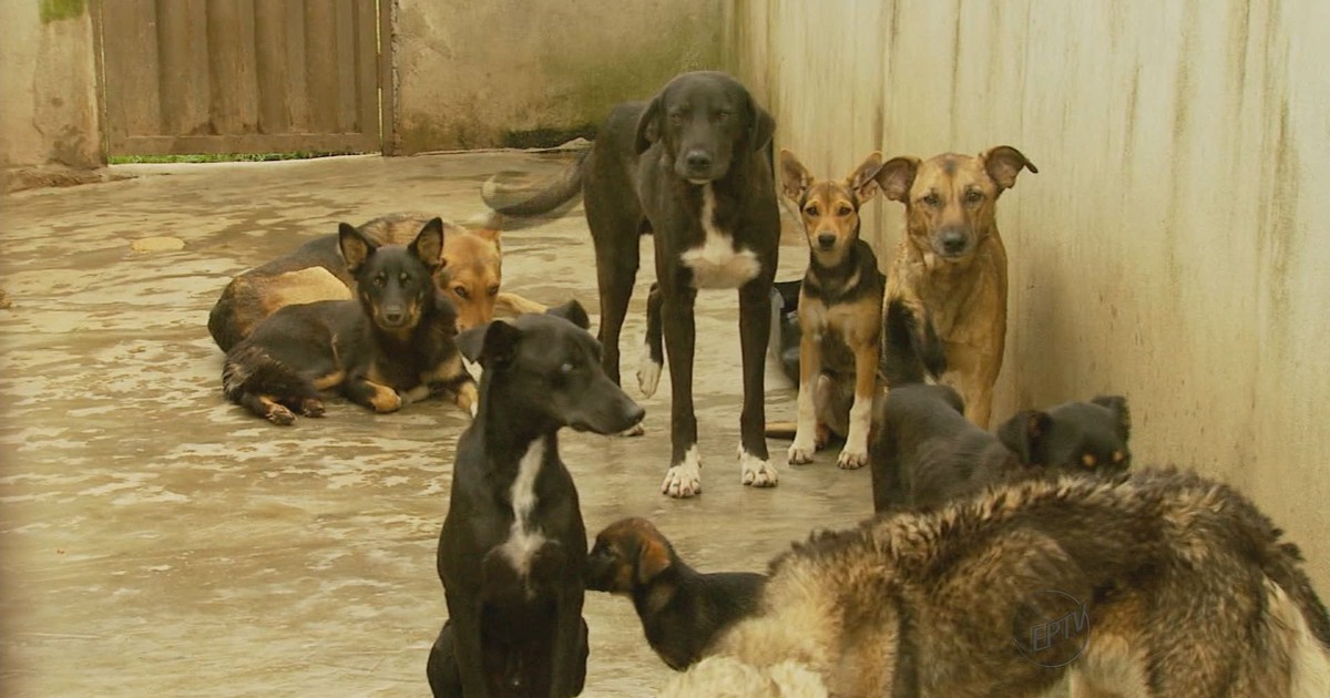 G1 - Morador cria página na internet para denunciar maus-tratos a cães ...