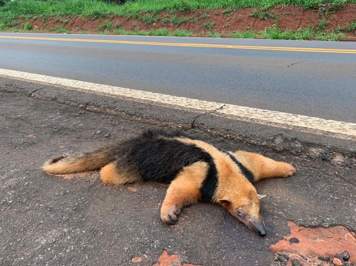 Tamanduá mirim morre atropelado na Rodovia Olímpio Ferreira da Silva