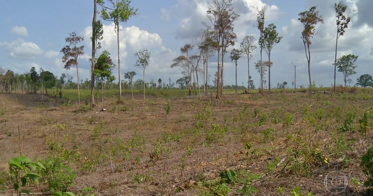 Jornal Nacional Amazônia perde área verde igual a mil campos de futebol em dez meses