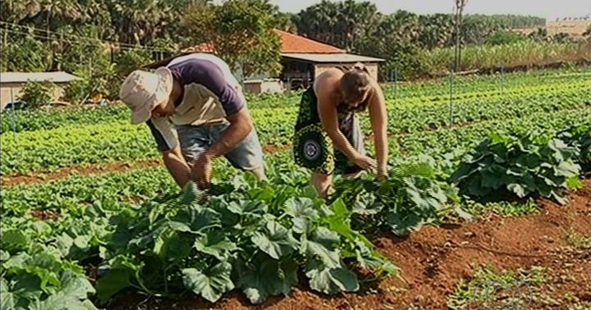 G1 Produtores rurais aumentam renda através da agricultura familiar