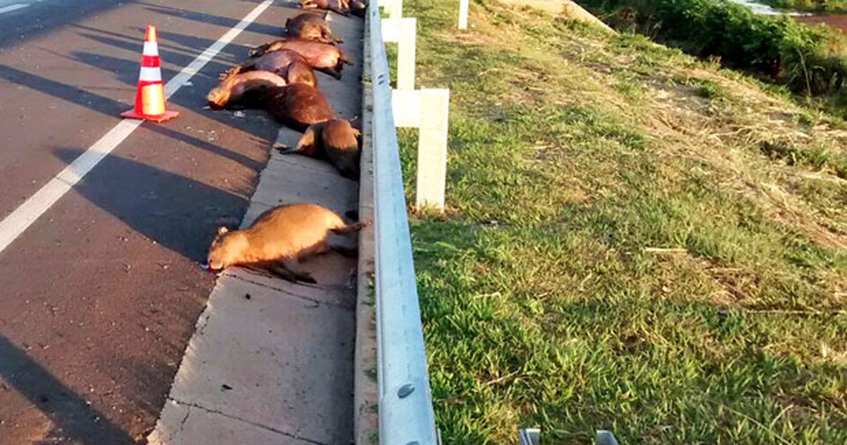 G1 - Quinze capivaras morrem atropeladas na Rodovia Raposo Tavares - notícias em Presidente ...