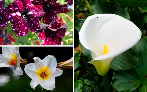 Surpreenda-se com 5 das plantas e flores mais 'feias' do mundo - Casa e ...