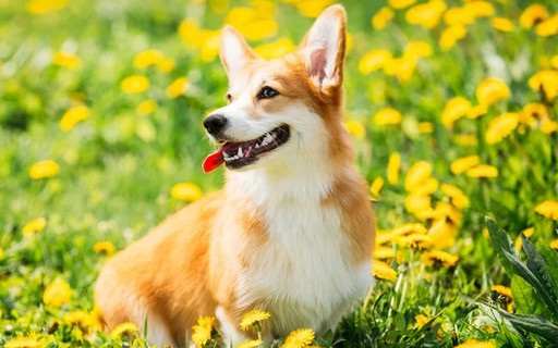 Rainha Elizabeth II tinha paixão por cães. Conheça as raças Corgi e ...