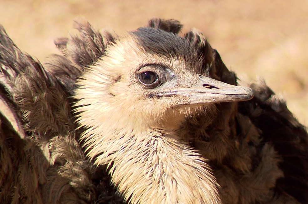 Emas eram domesticadas por indígenas em período pré-colonial | Terra da ...