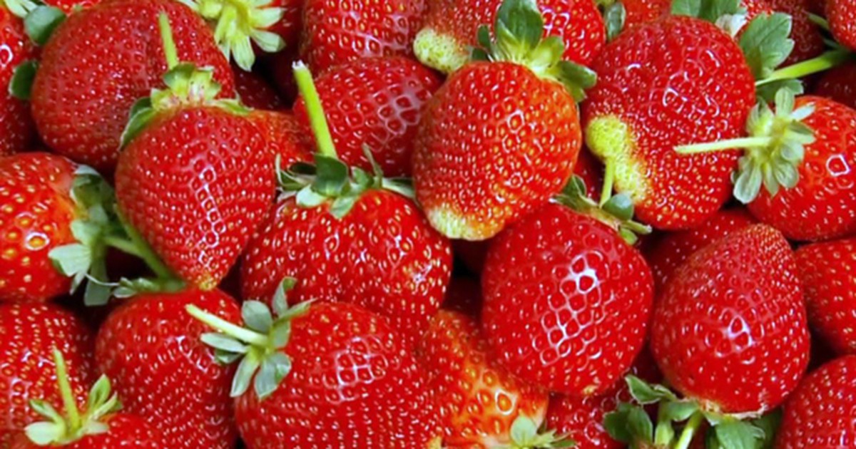 G1 - Morango é tema de encontro nacional sobre produção no Sul de Minas ...