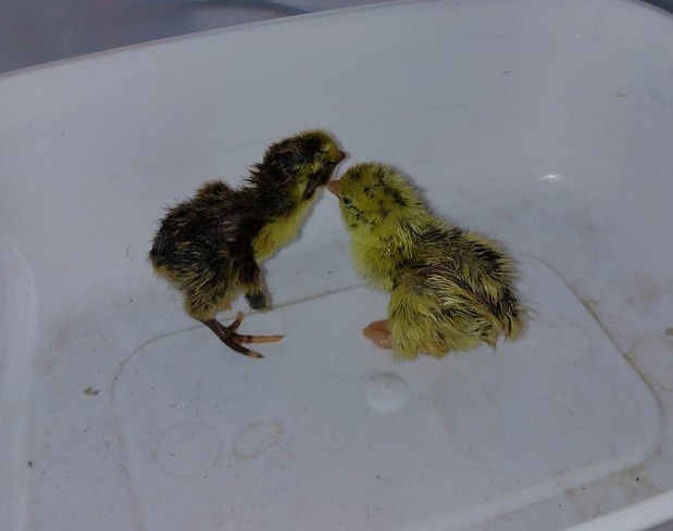 VÍDEO: Codornas nascem em prateleira de supermercado no Piauí ...
