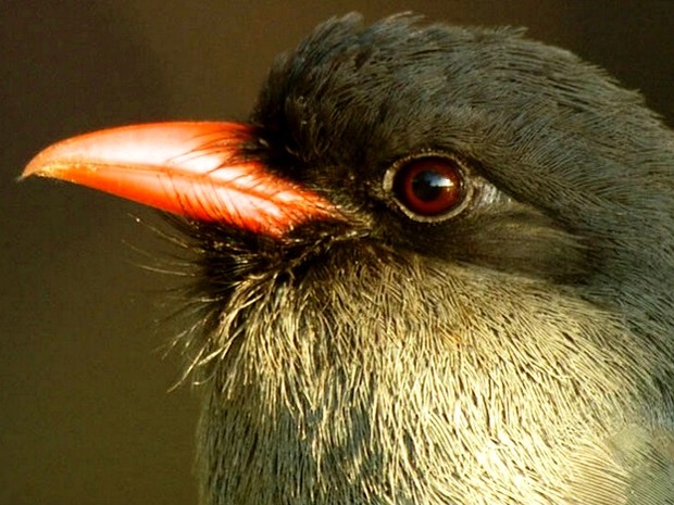 G1 - Chora-chuva-preto é a maior ave da família à qual pertence o joão ...