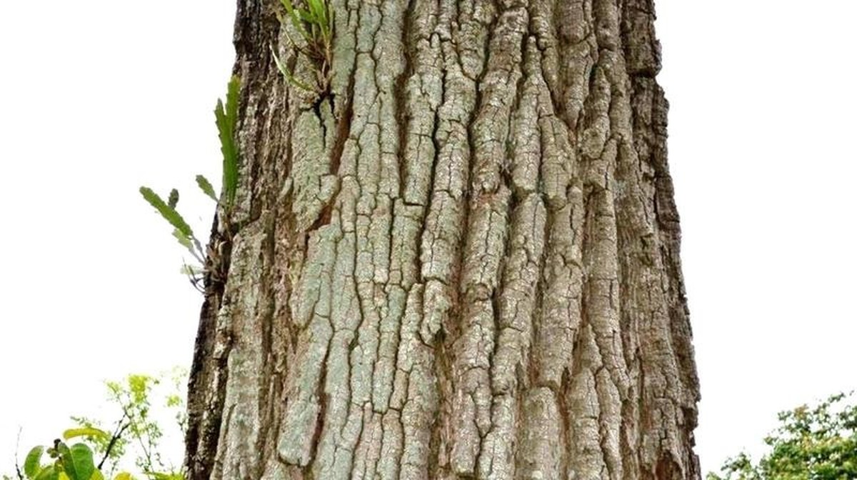 Peroba-rosa: madeira furtada de casa no Paraná está em lista de ...