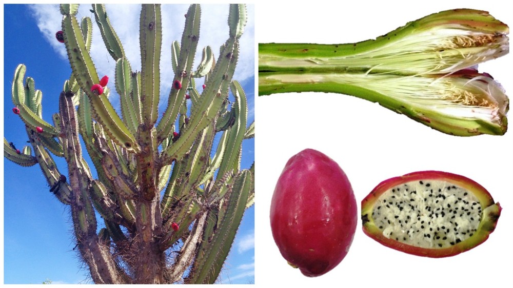 Nutricionista cria sorvete dos frutos do mandacaru e xique-xique no ...