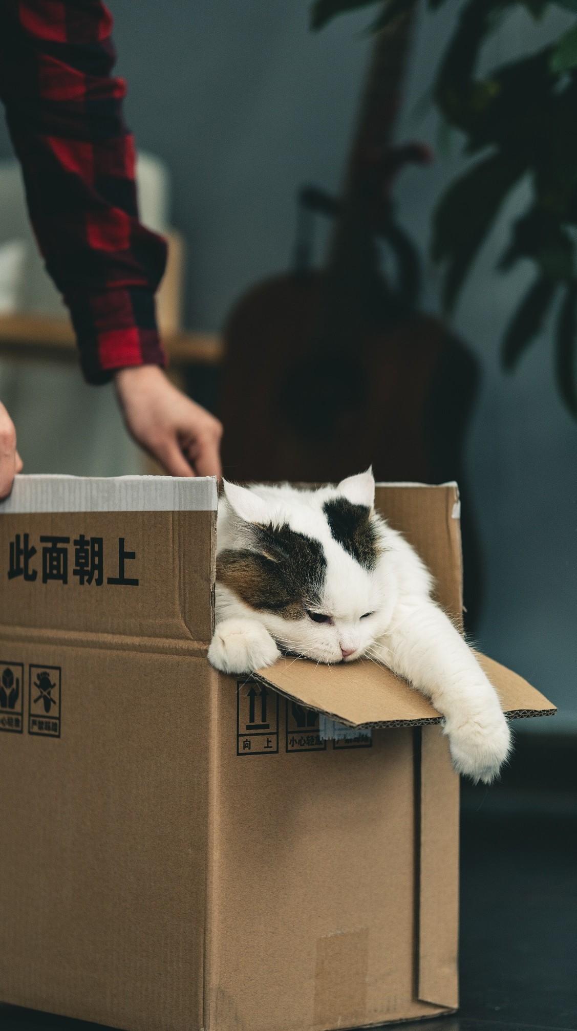 Cinco dicas para garantir o bem-estar dos pets durante a mudança de ...