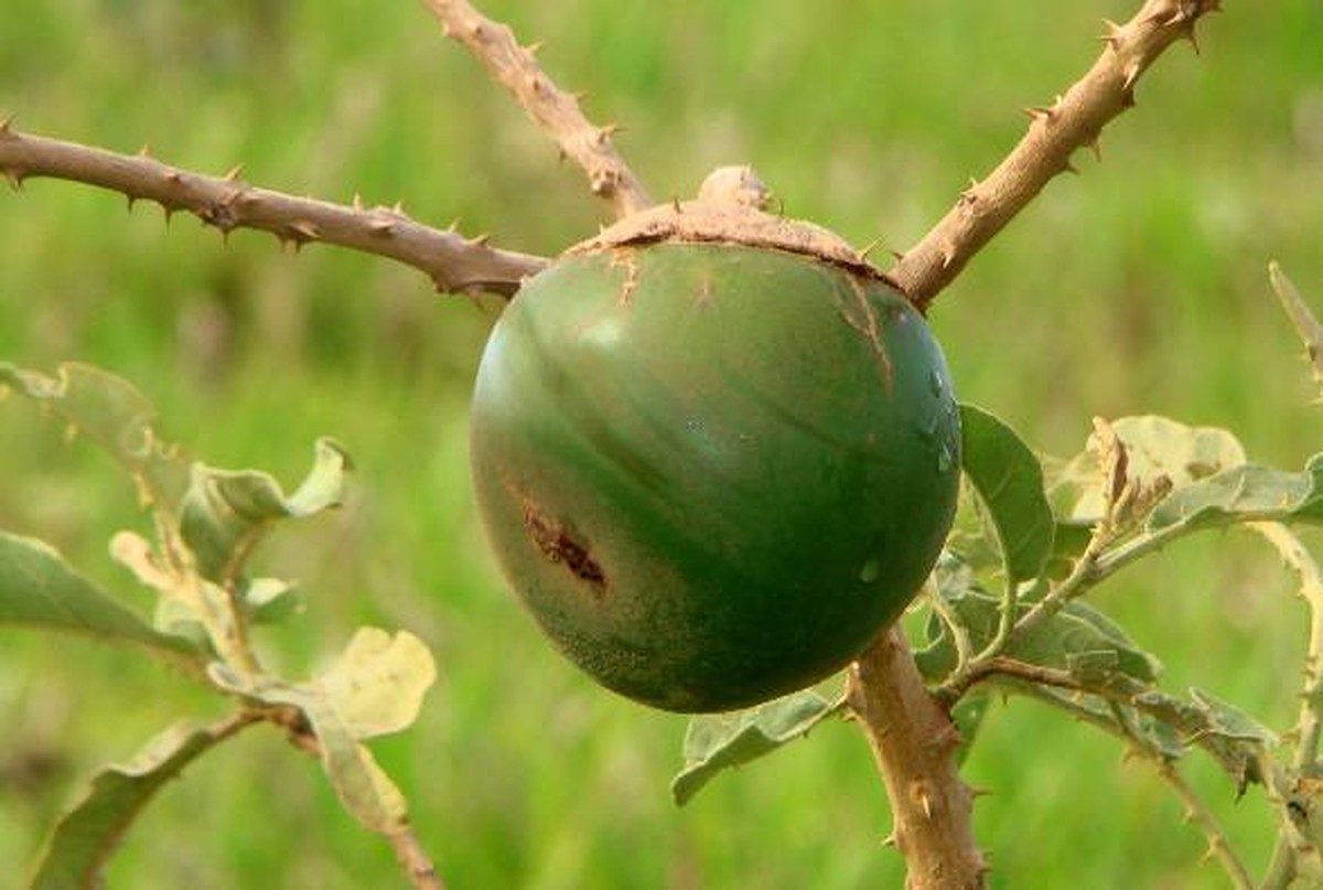 Fruta-de-lobo: a dieta preferida do lobo-guará | Terra da Gente | G1
