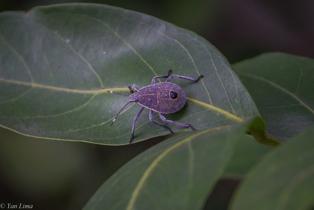 Percevejo considerado praga na Ásia é encontrado pela primeira vez no ...