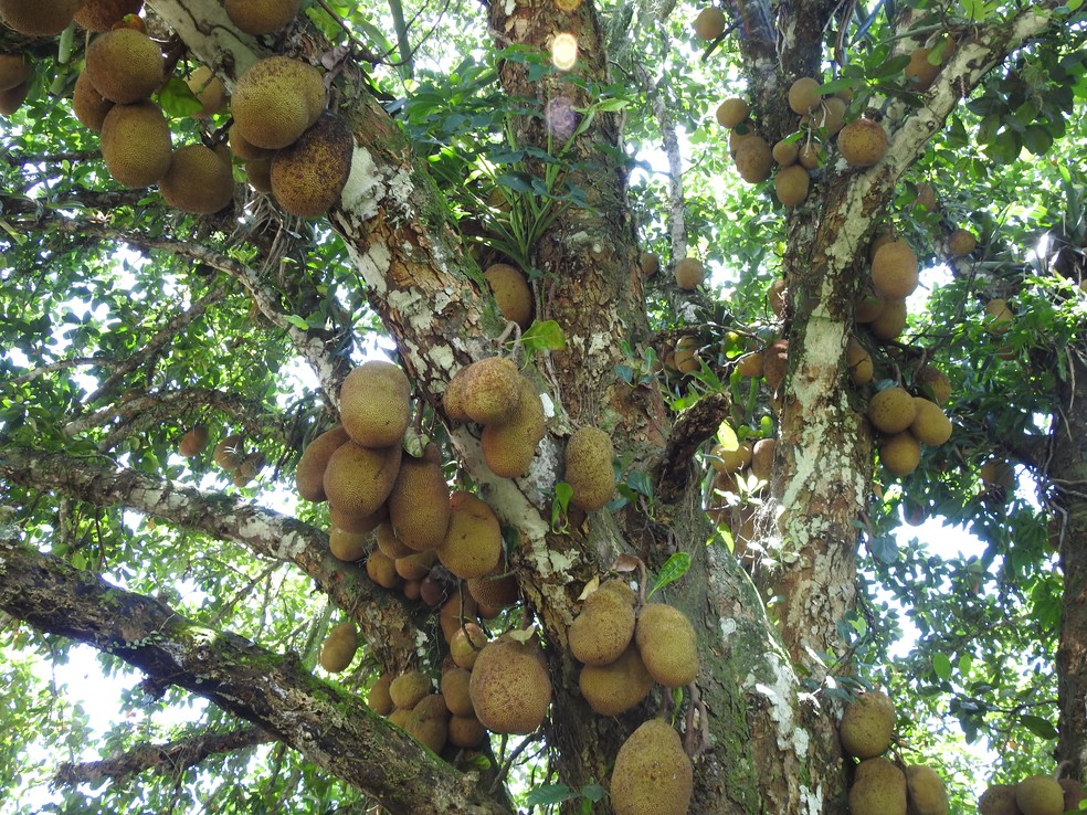 Fruta-pão é considerada um superalimento originário da Ásia | Terra da ...