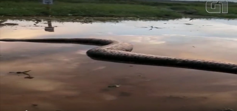 Cobra de quase cinco metros é achada morta em 'prainha' do Rio Tietê no ...