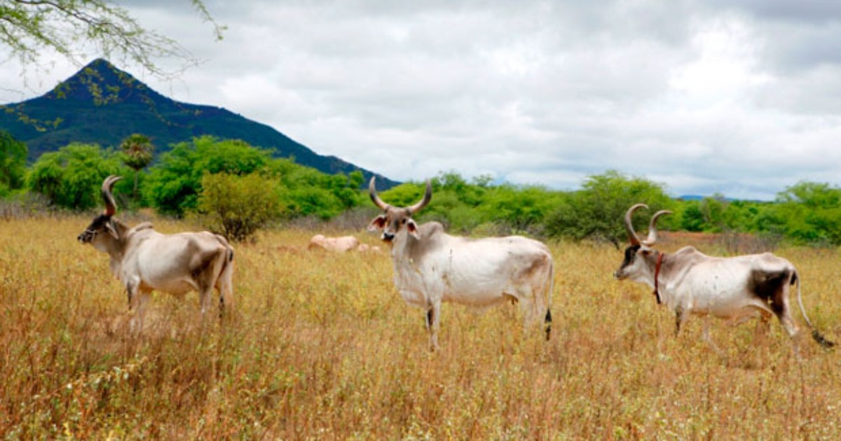 G1 - RN exporta 140 cabeças de gado para melhoria genética de guzerás ...
