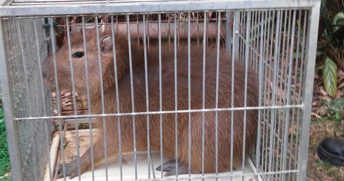 G1 - Filhote de capivara é encontrado por guardas florestais em Jundiaí ...