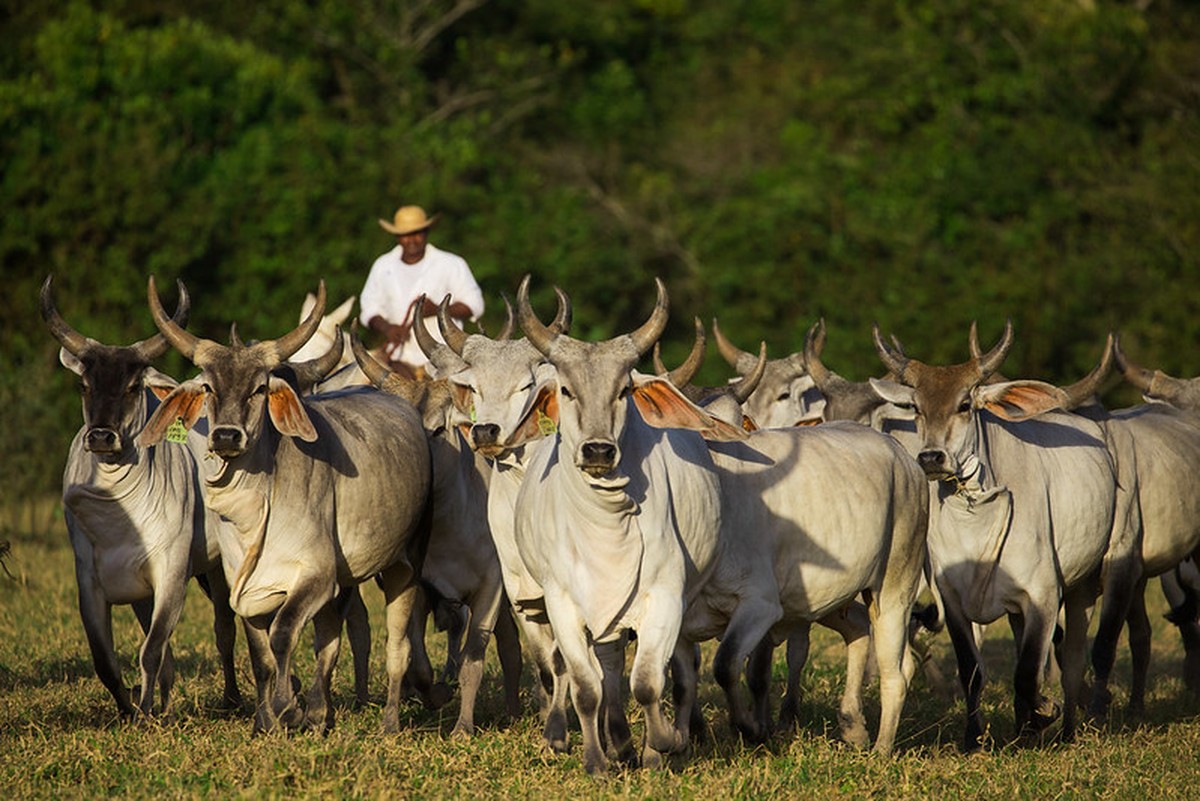 como-colocar-mil-cabe-as-em-100-hectares-ser-tema-de-palestra-no