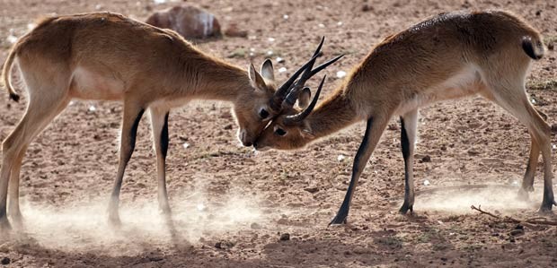 G1 - Gazelas dão 'encarada' em zoo em Marrocos - notícias em Planeta ...