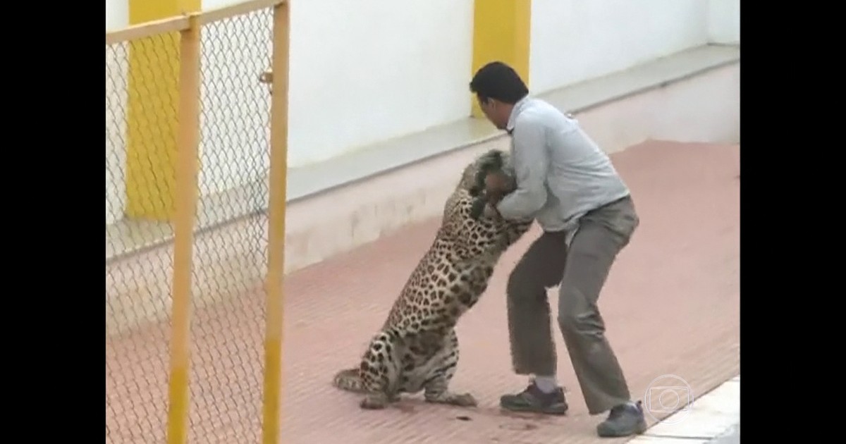 Jornal Hoje - Imagens mostram leopardo atacando homem em escola no sul ...
