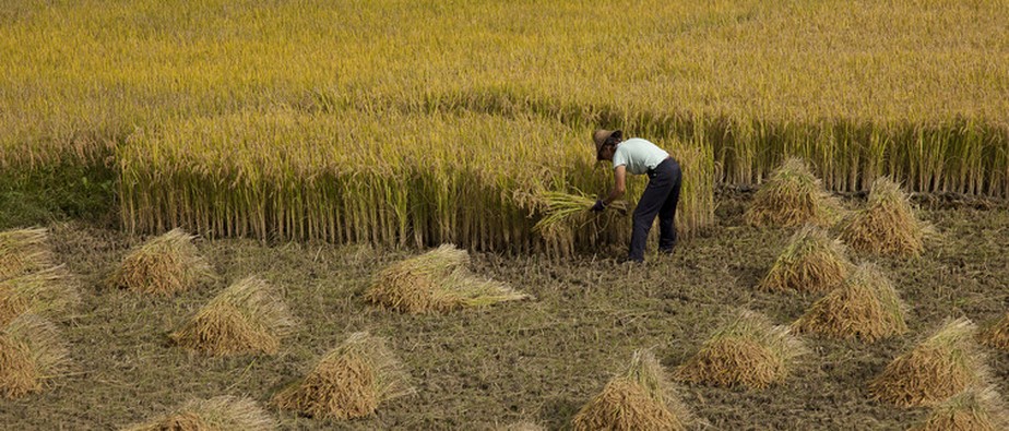 Cofco e Sinograin terão empresa de gestão de estoques de grãos na China ...