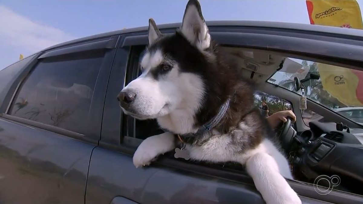 Drive pet registra mais de 700 entregas de kits neste sábado em ...