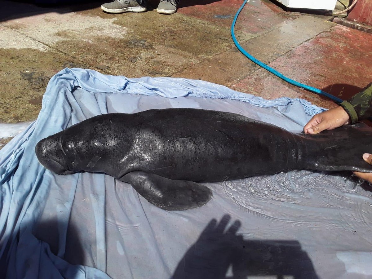 Moradores resgatam filhote de peixe-boi próximo à calçada de avenida ...