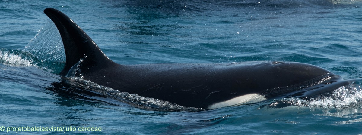 Você sabia que as orcas são os maiores golfinhos do mundo? | Terra da ...