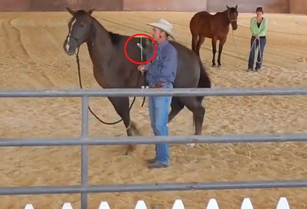 G1 - Vídeo que mostra gata atacando cavalo faz sucesso na web ...